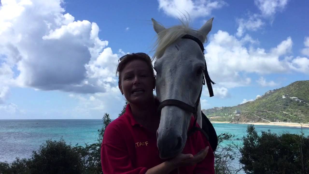 Sint Maarten Horseback Beach Rides - YouTube