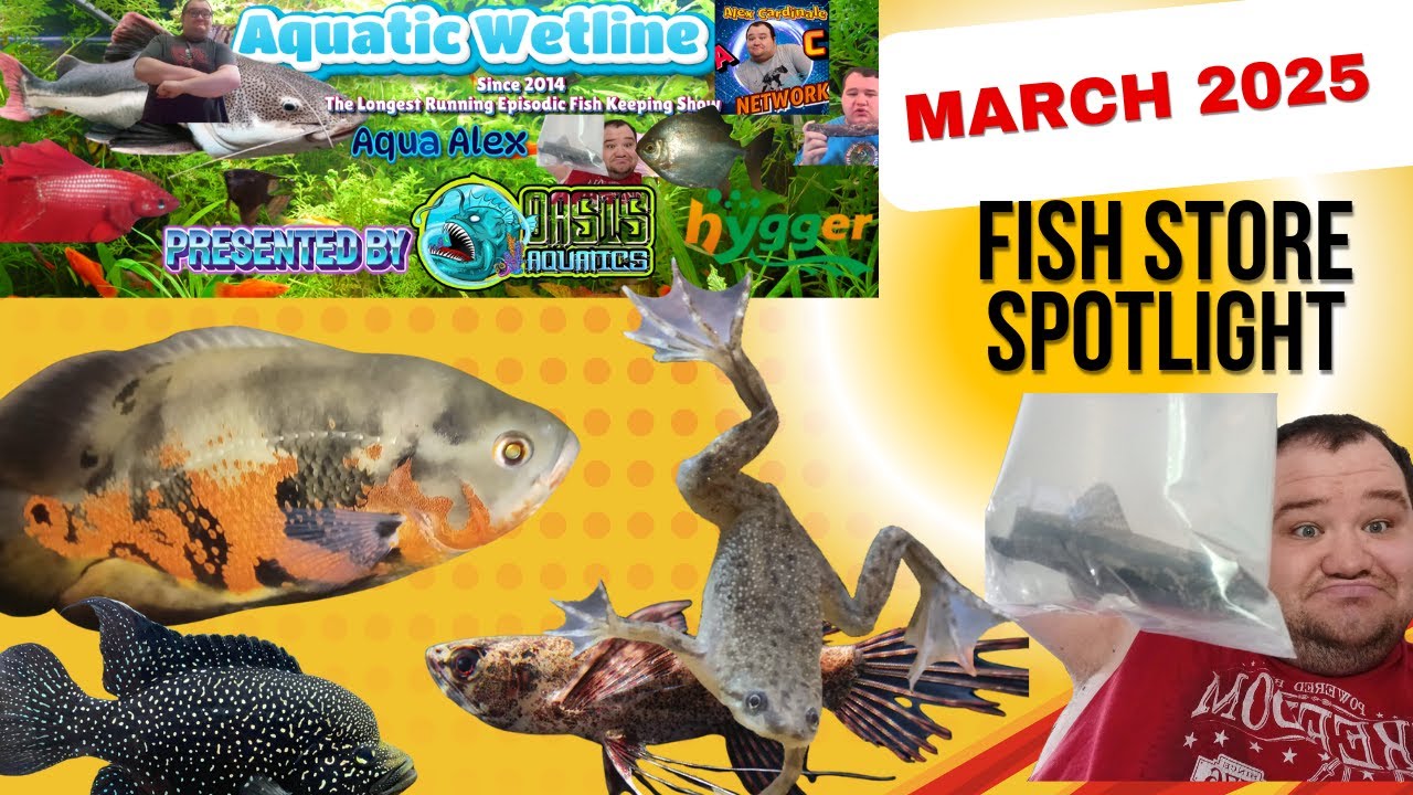Aquatic Wetline w/ Aqua Alex: March 2025 Fish Store Spotlight | The ...