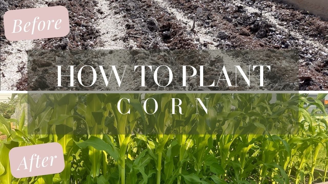 How To Plant Corn | Home Gardening Tips | Sweet Corn - YouTube