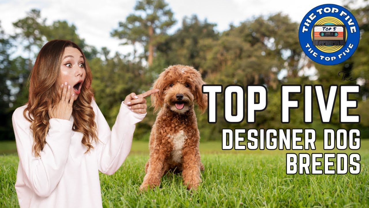 The Top 5 Designer Dog Breeds [4K] - YouTube