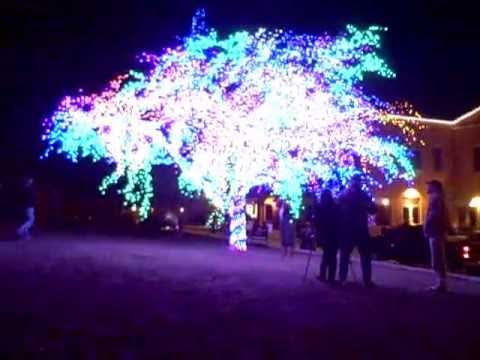 Magic Tree in Columbia, MO! - YouTube