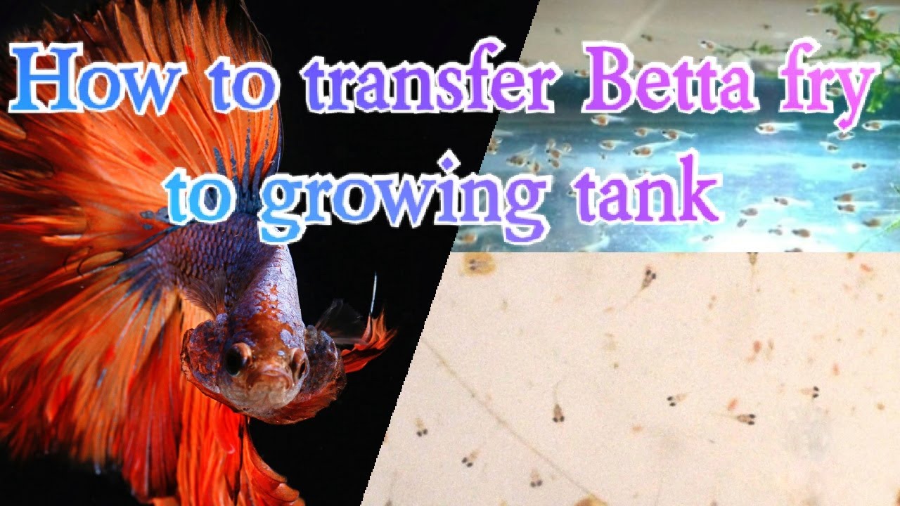 Betta fry tranfer to growing tank - YouTube