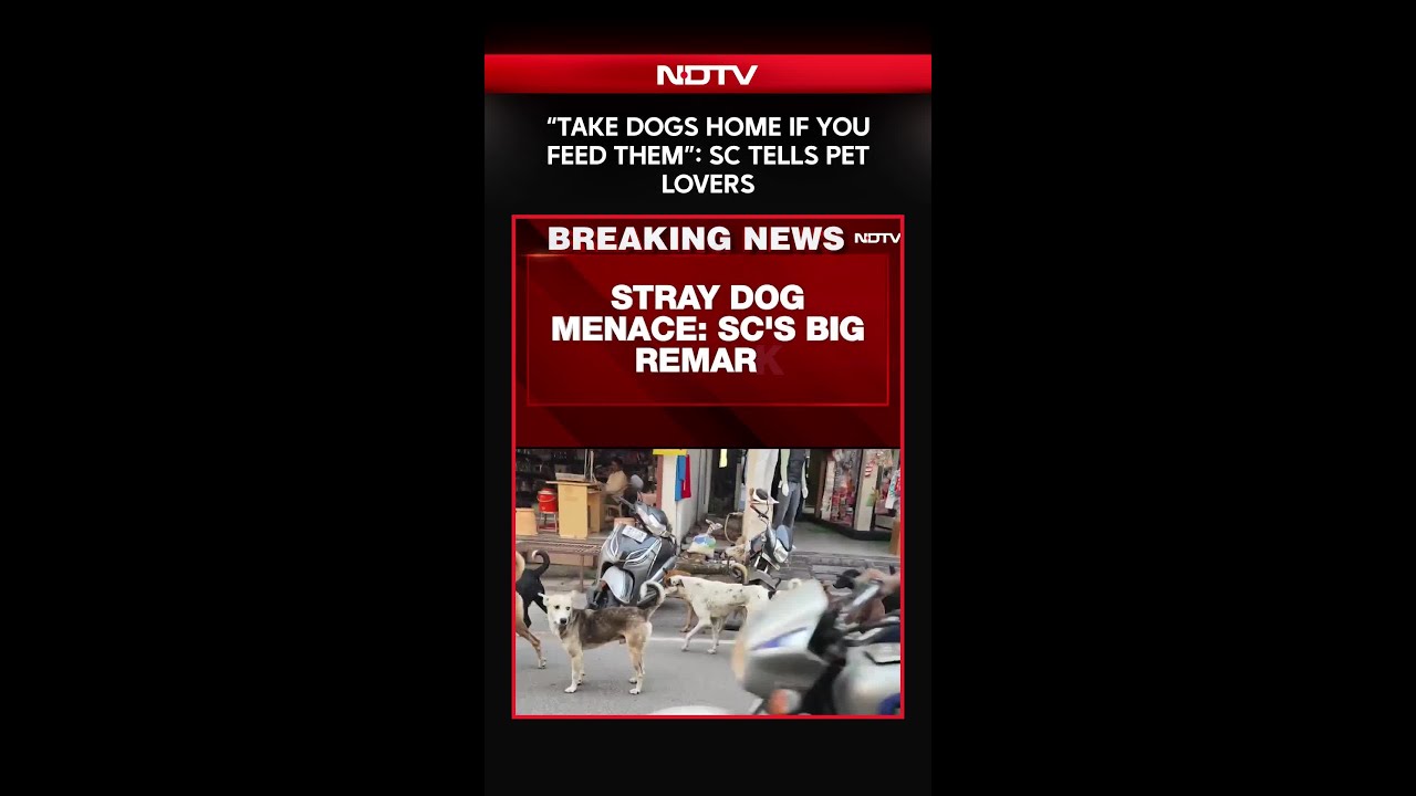 SC On Stray Dogs | “Take Dogs Home If You Feed Them”: Supreme Court ...