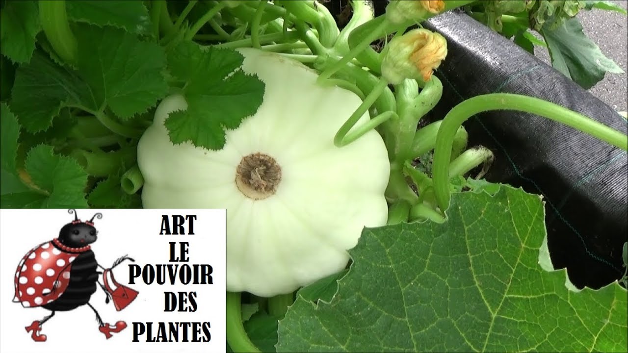 Conseil jardinage: Pâtisson: semis, plantation, récolte: Plante ...