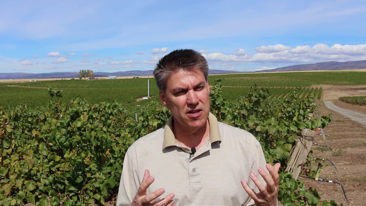The history of wine in Washington with Columbia Winery winemaker Sean ...