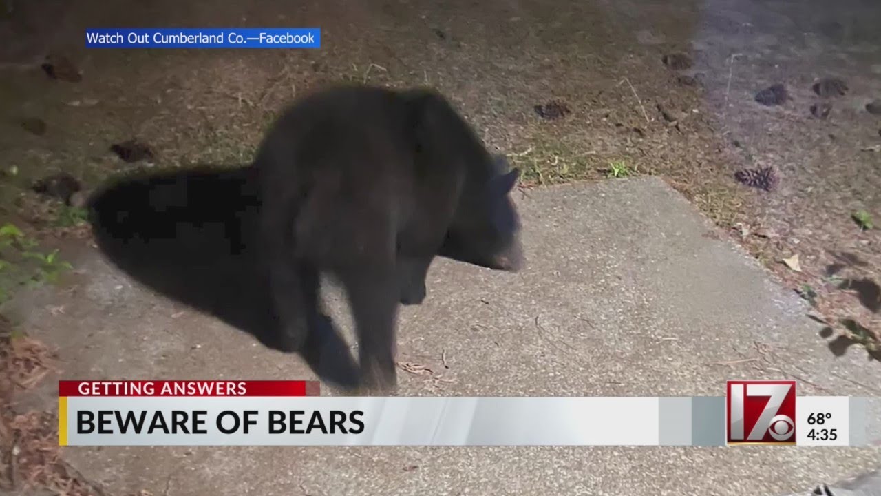 Black bear sightings reported across Triangle - YouTube