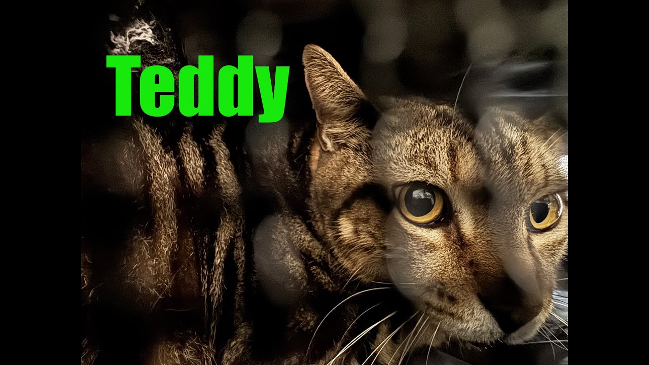 Cat Rescue Vlog - Friendly Feral Teddy Gets A Mass Removed - TNR ...