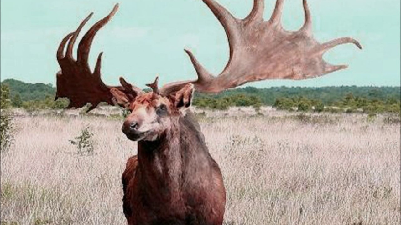 Most amazing cheaters in animal world - YouTube