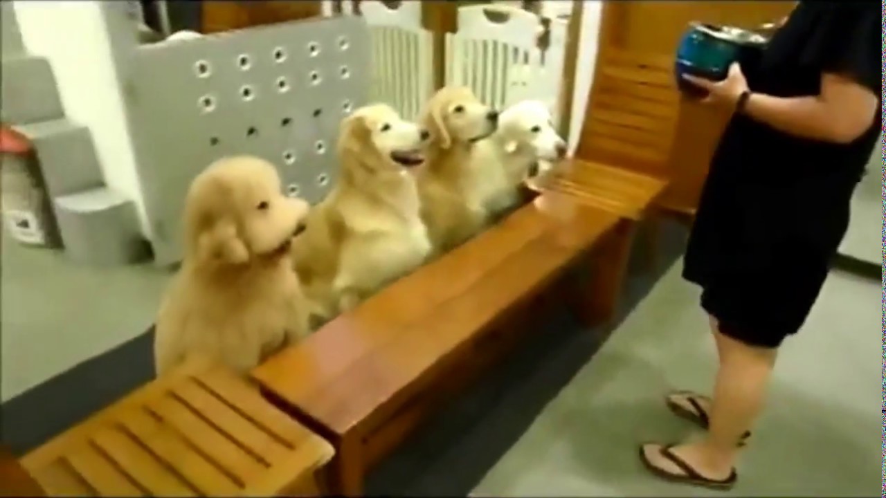 Amazing ! Cute Dogs Praying Before Eating | Dogs Praying Before They ...