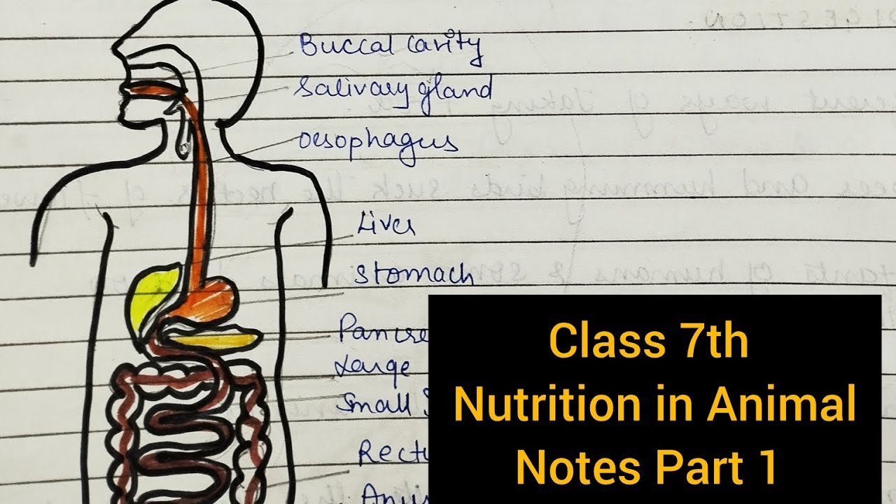 Class 7th science chapter 2 Nutrition in Animal full notes - YouTube