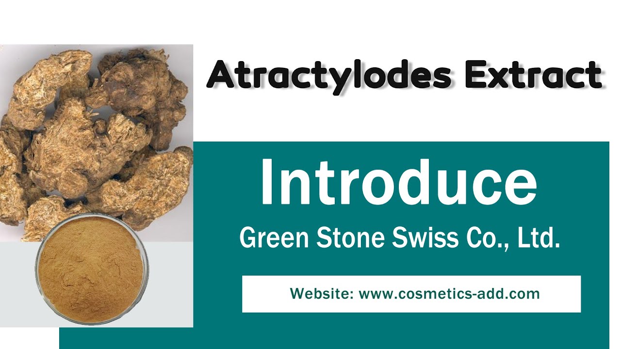 Factory Supply Atractylodes Extract, 10:1 Atractylodes Rhizome Powder ...