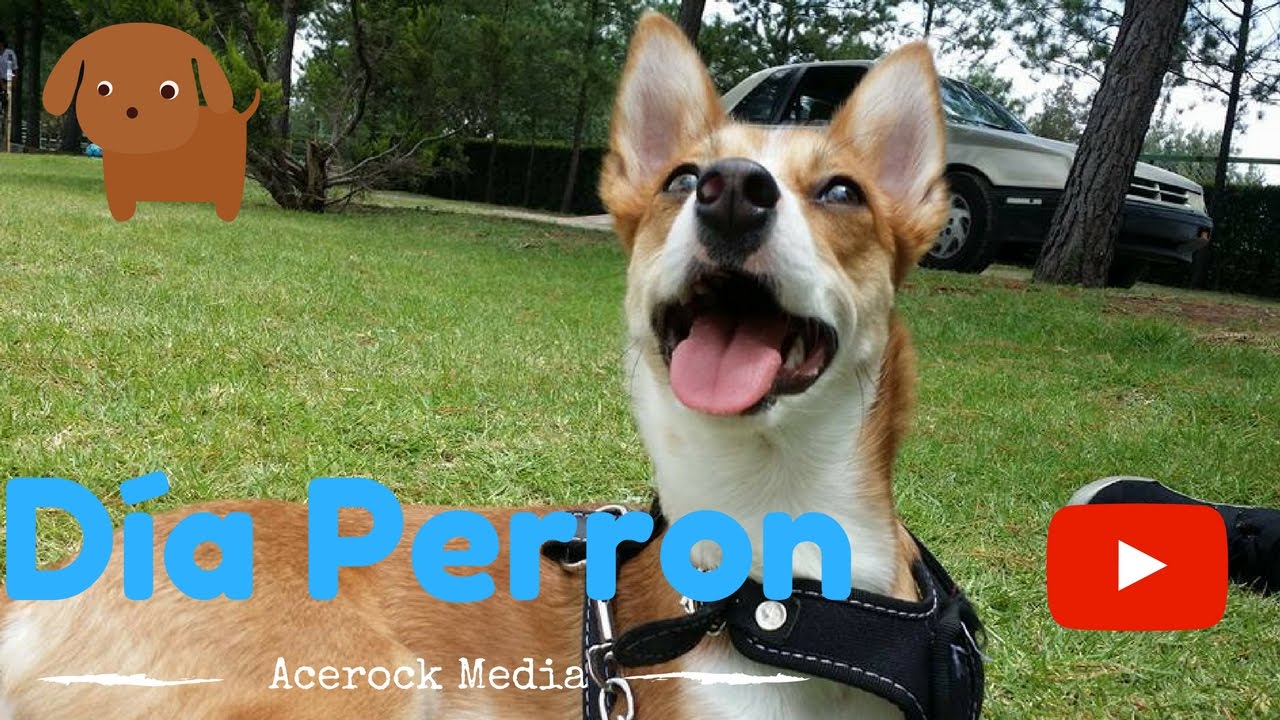 Un Día Muy Perron - YouTube