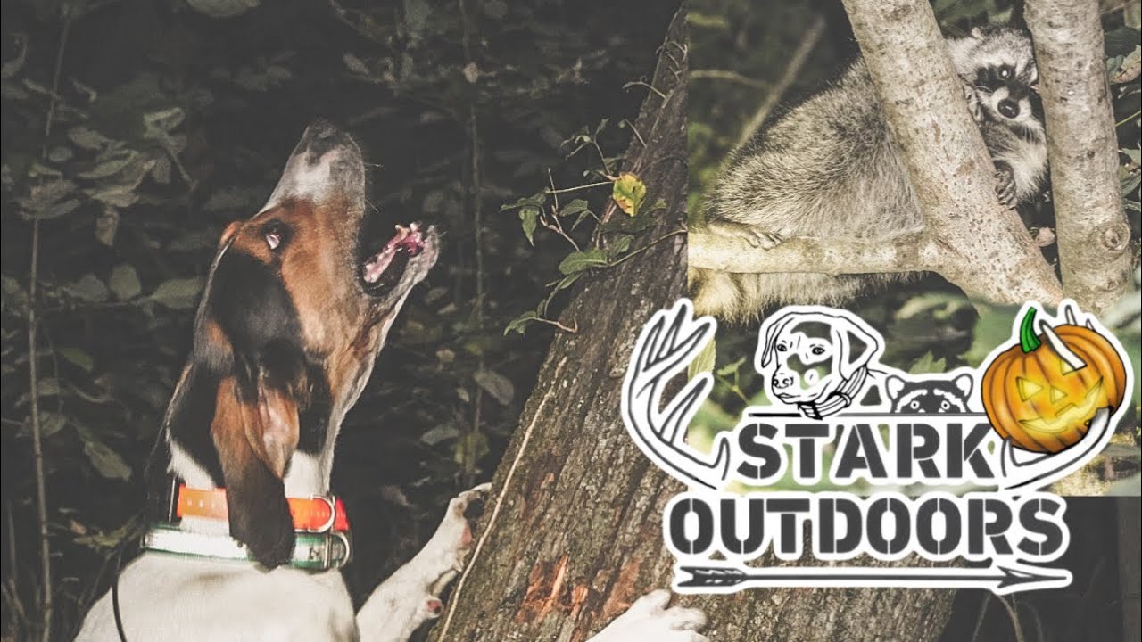 Coon Hunting with Walker Coonhounds, Stark Outdoors - YouTube