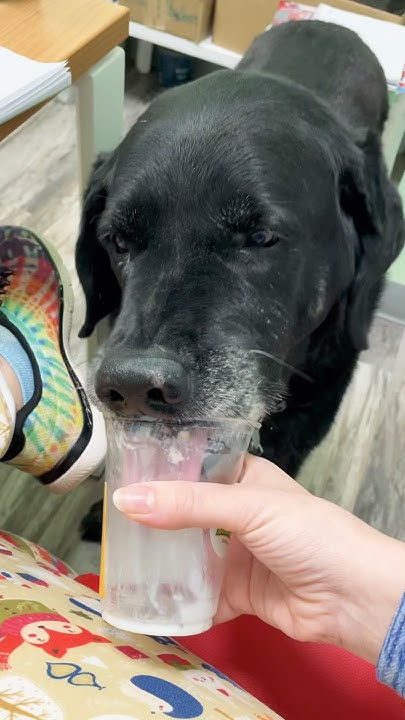 Funny Labrador licking yogurt container clean ASMR #shorts #dog #doggydaycare #asmr - YouTube