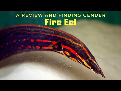 A Monster with Flames | Fire Eel - YouTube