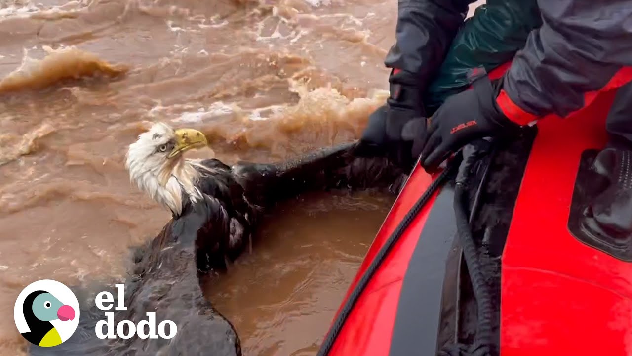 Hombre salva a un águila calva de ahogarse en un río | El Dodo - YouTube