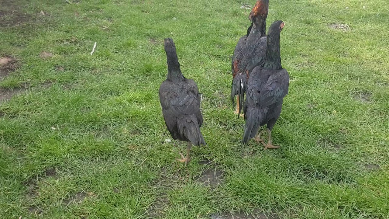 Aseel Rooster and Black hens - YouTube