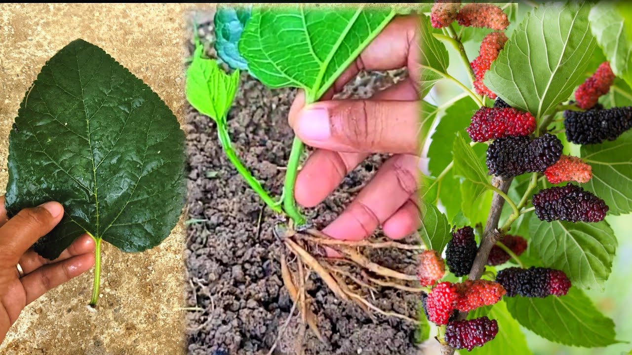 How to propagate Mulberry leaves that few people know - YouTube