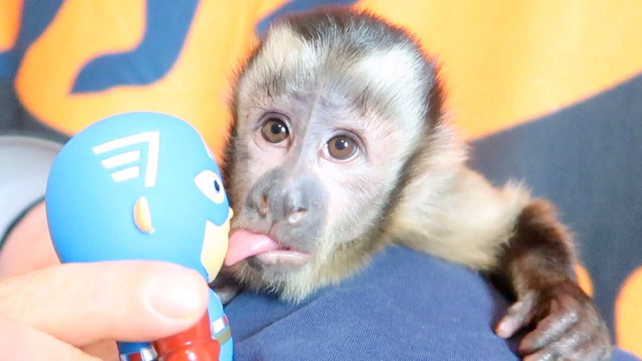 Baby Monkey Plays With New Avengers Toys! - YouTube