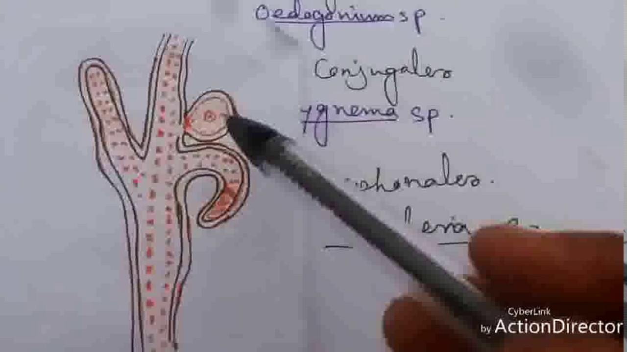 Algae: Classification by Fritsch part 1(upto order) - YouTube