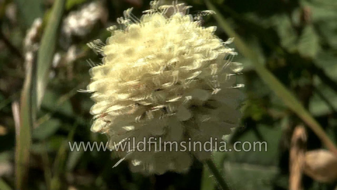 Himalayan Teasel (Dipsacus inermis) - YouTube