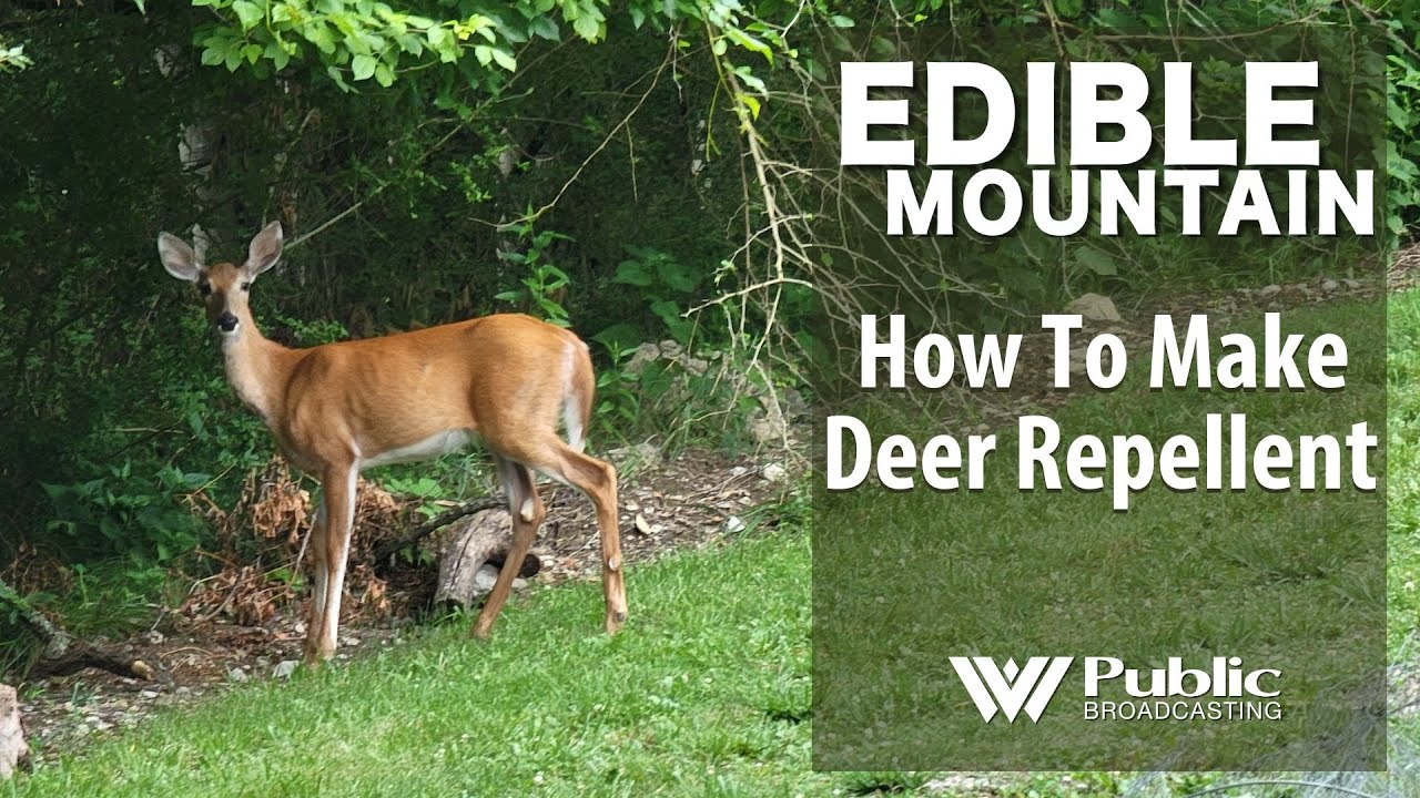 Homemade Deer Rabbit Repellent