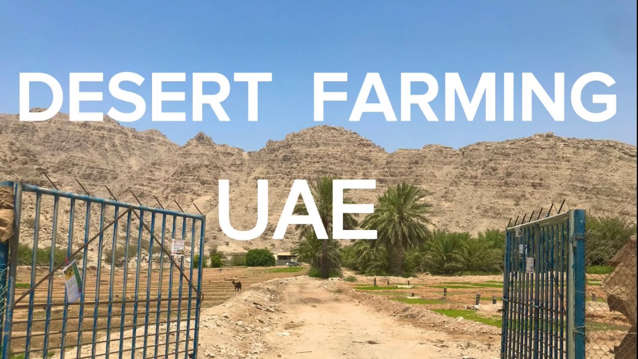 Desert Farm/ Ras AlKhaimah/ UAE - YouTube