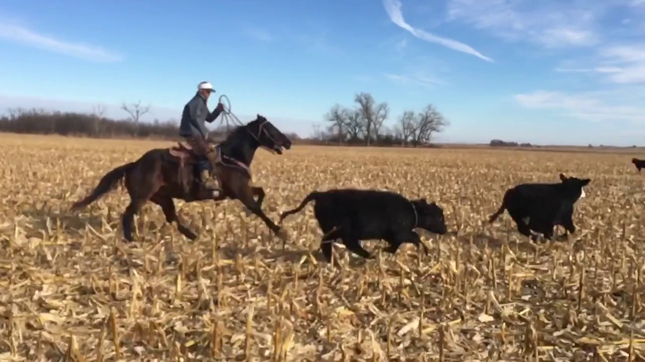 Feed Yard Life | Cornfield Roping - YouTube