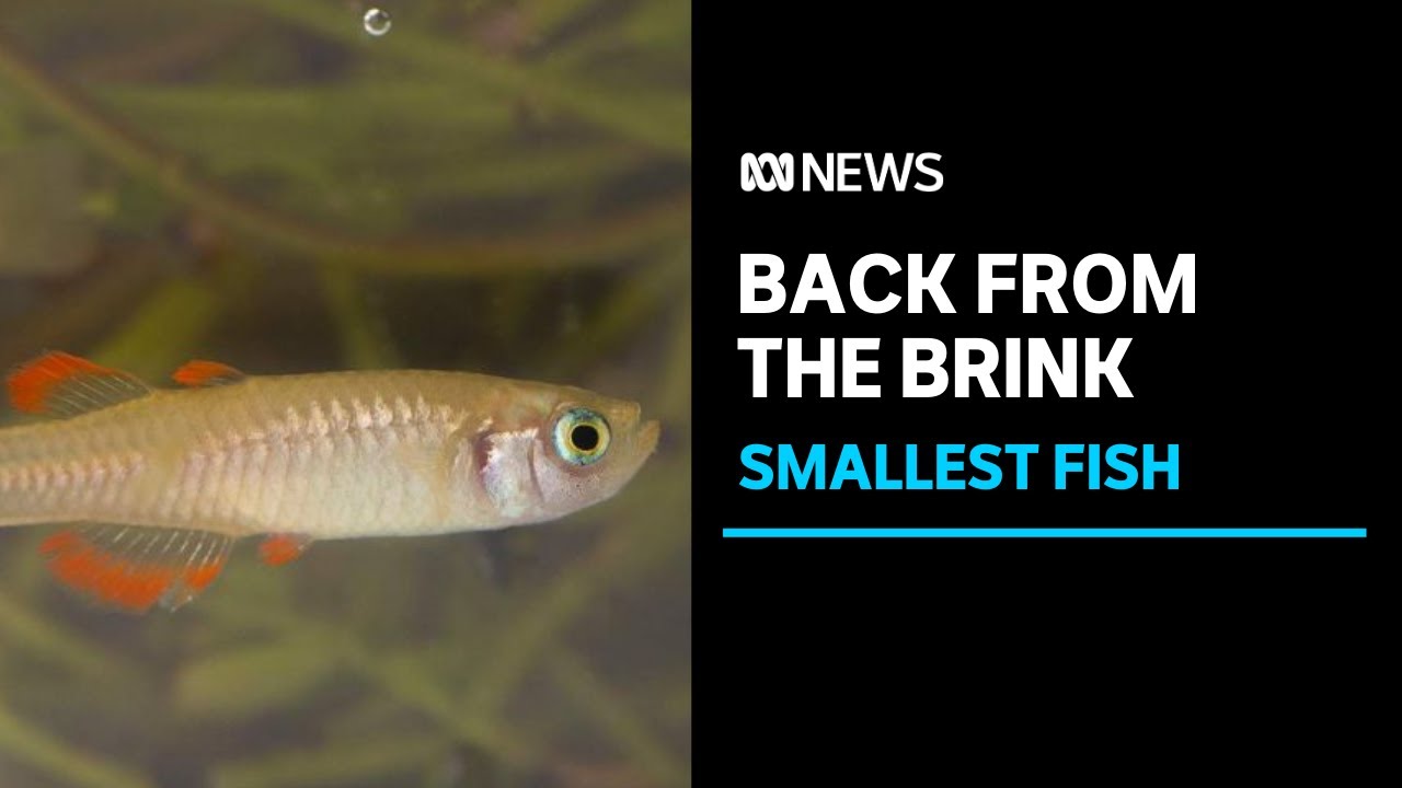 Australia's smallest freshwater fish was on the brink of extinction ...