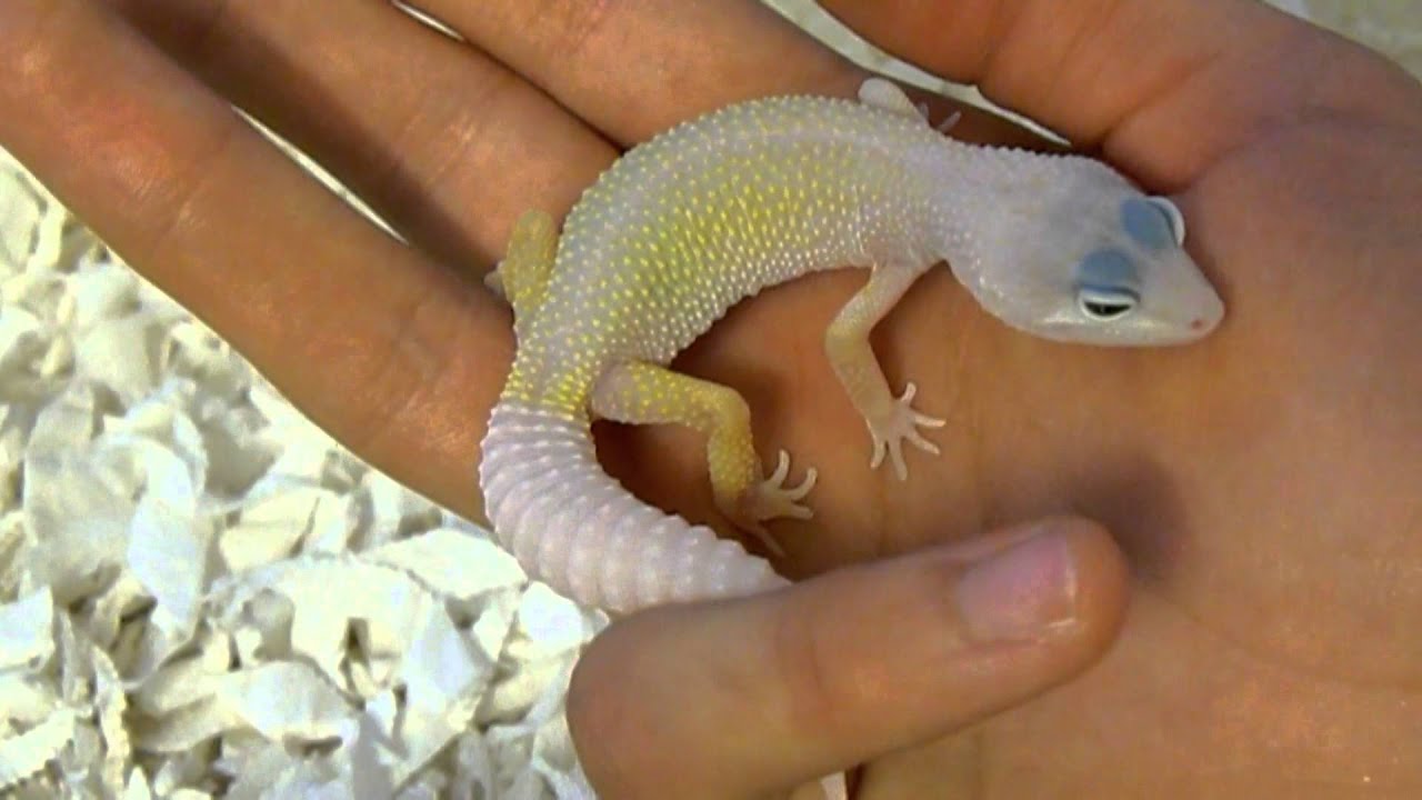 Diablo Blanco Leopard Gecko