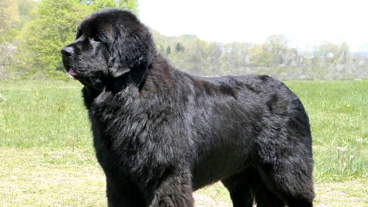 Newfoundland Tick Prevention - YouTube