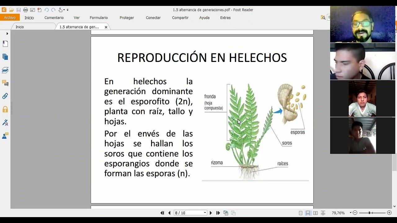 Alternancia De Generaciones Plantas Con Flores