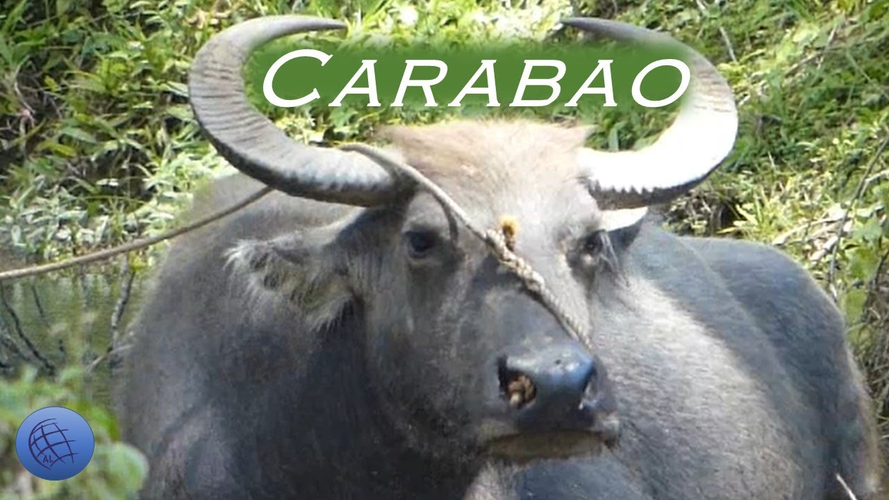 Kalabaw - National animal of the Philippines - YouTube