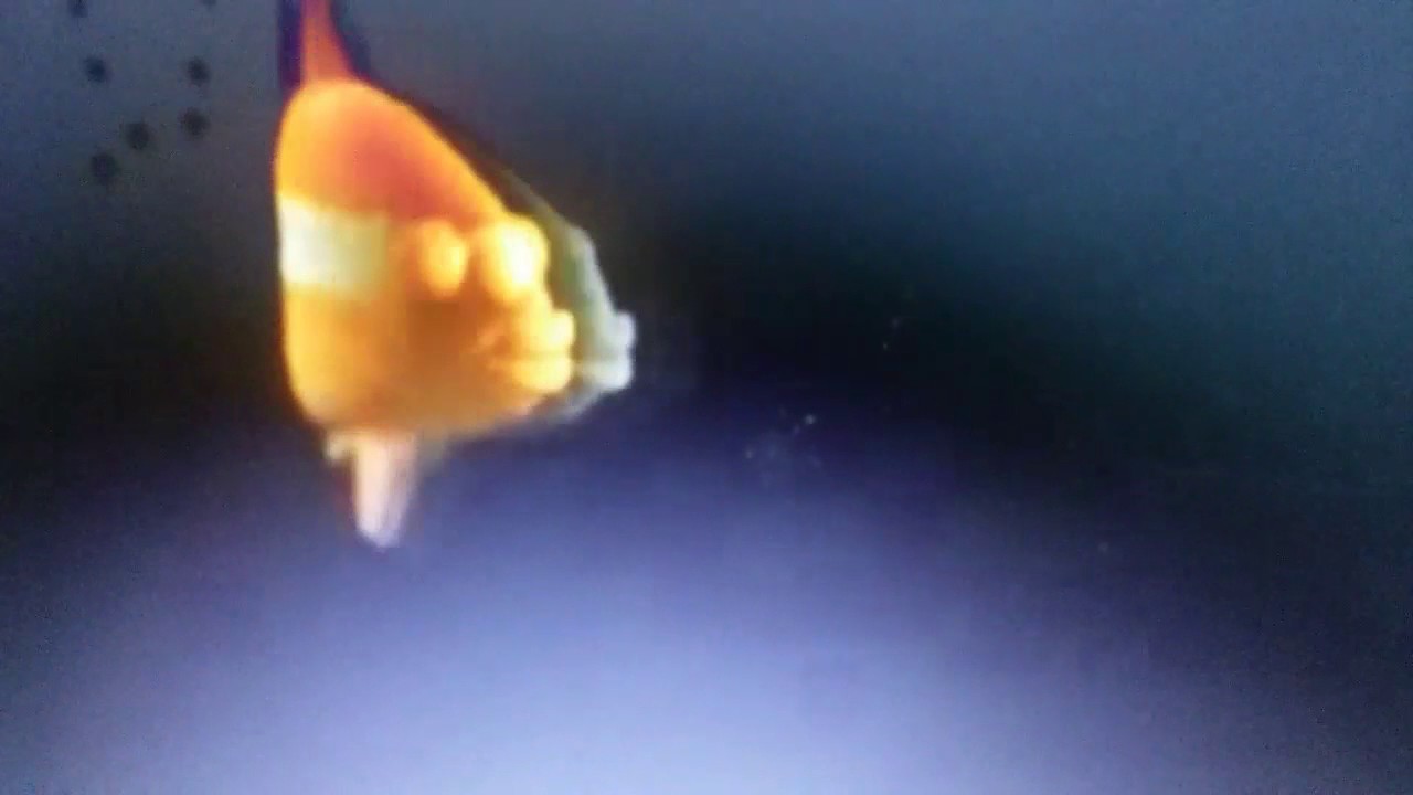 Nickelodeon Fish Bumper ID 1993 - YouTube