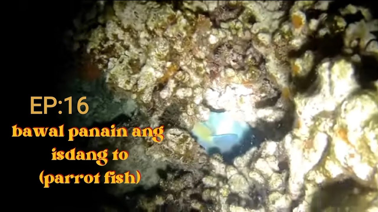 EP:16|HINDI LAHAT NG ISDA AY PWEDE MAPANA | parrot fish - YouTube