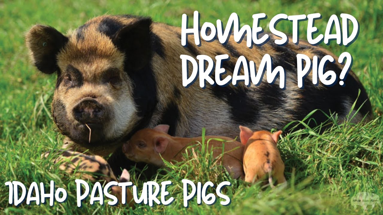 Idaho Pasture Pig: The Ultimate Homestead Pig!? - YouTube