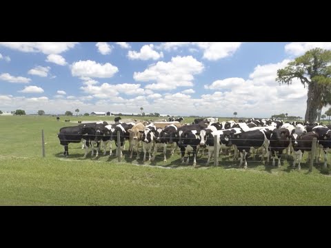 Sustainability in Dairy Farming - featuring Milking R Dairy on The ...