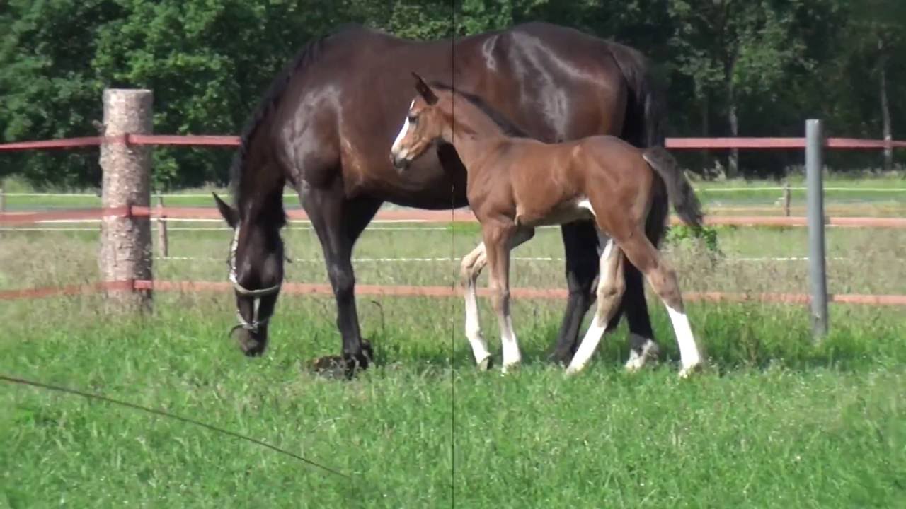 Balou du Rouet-Con Capitol filly * 2016 for sale - YouTube