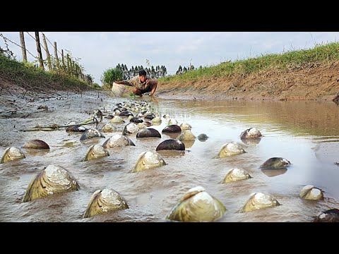 Amazing Fishing! alot of clams and mussels best skillful hand catch on ...