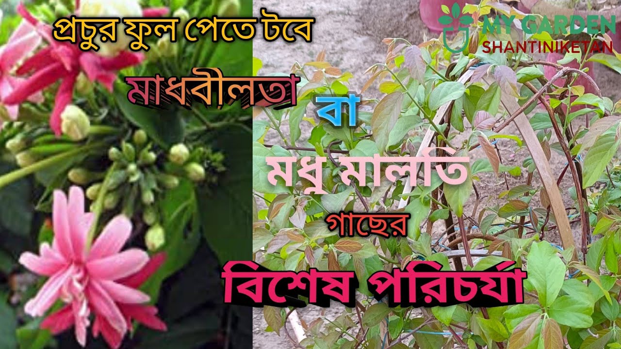 টবে প্রচুর ফুল পেতে মাধবীলতা ও মধুমালতি গাছের সম্পূর্ন পরিচর্যা ...