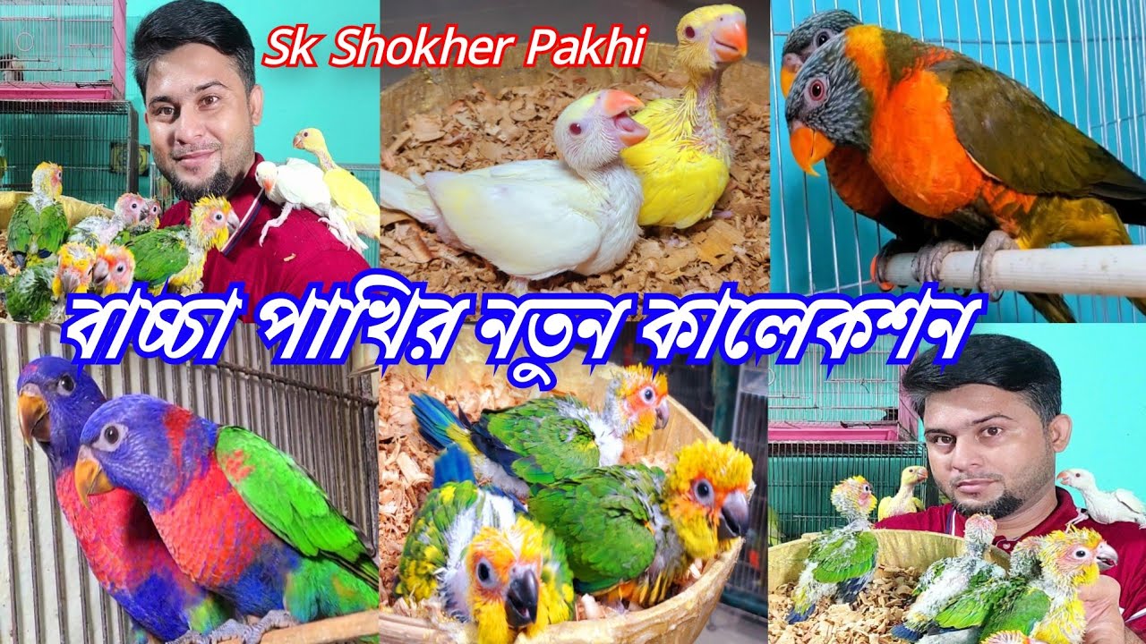 টেম সাইজ বাচ্চা পাখির নতুন কালেকশন | Sk Shokher Pakhi - YouTube