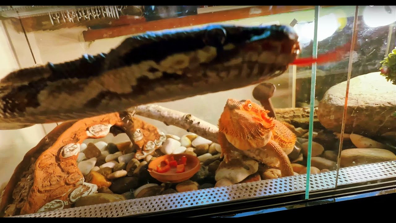 My bearded dragon meets my ball python - YouTube