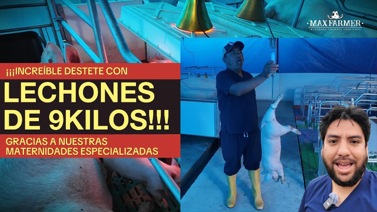 ¡RÉCORD! Lechones de hasta 9 Kilos al Destete con nuestra Maternidad ...