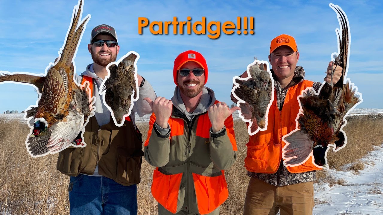 Iowa Pheasant and Hungarian Partridge Hunt - Chasing Late Season Upland ...