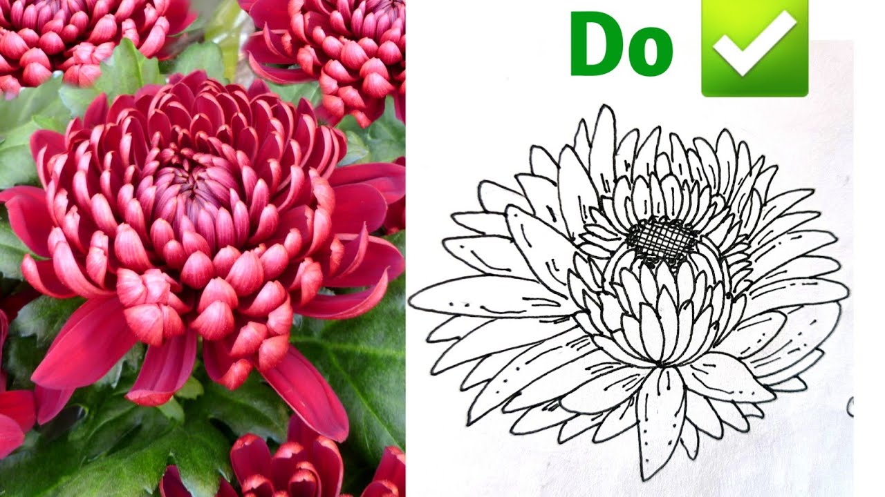 How To Draw CHRYSANTHEMUM Flower Step By Step For Beginners || Drawing ...