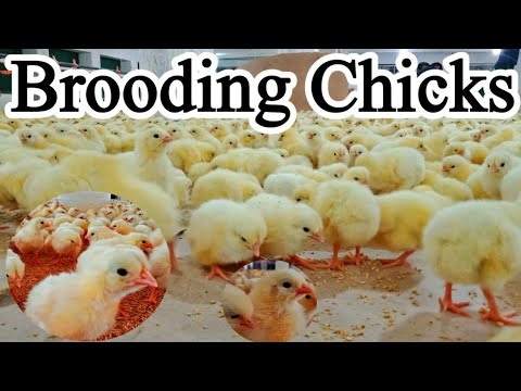 Your Complete Guide to Brooding Chicks | Dr. ARSHAD - YouTube