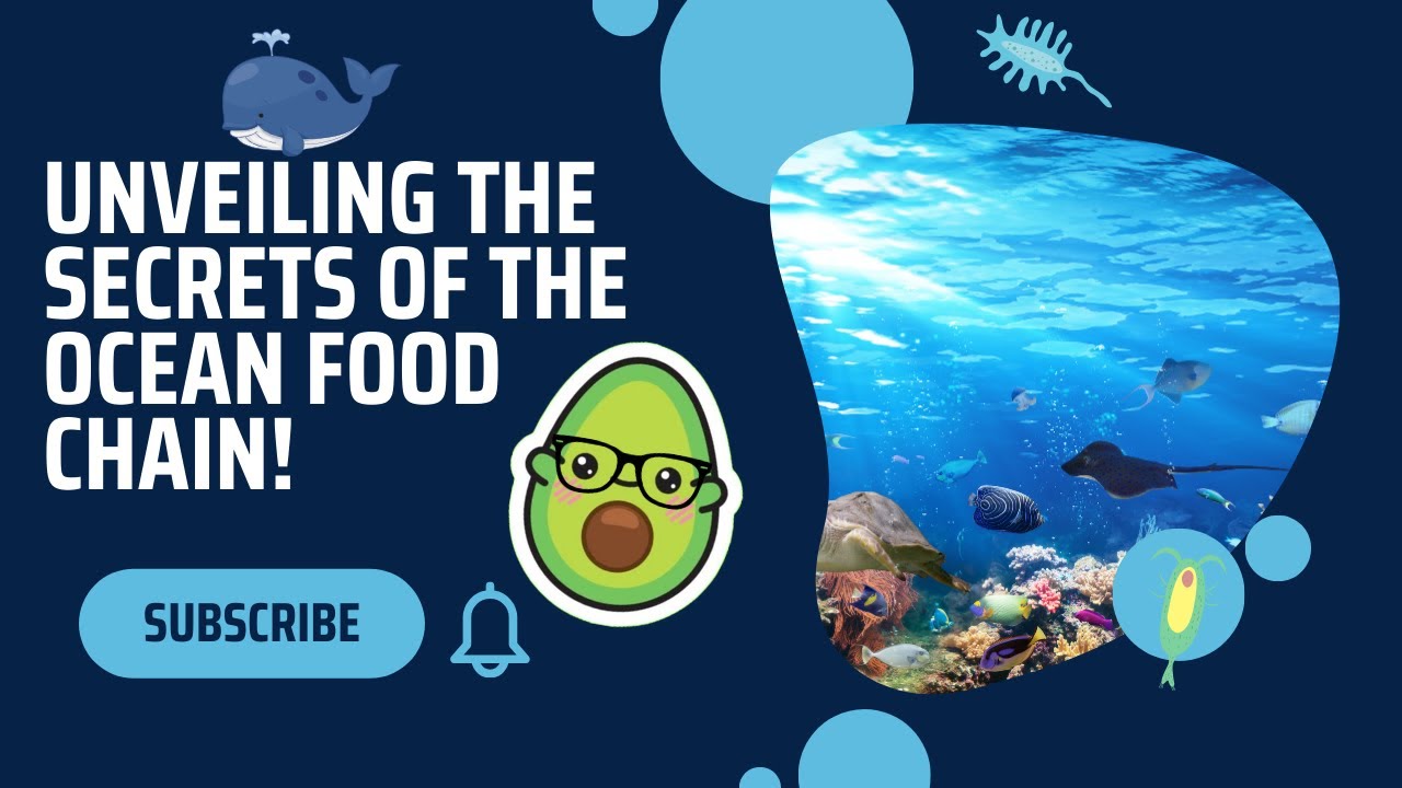 Unveiling the Secrets of the Ocean Food Chain! From Plankton to Whales ...