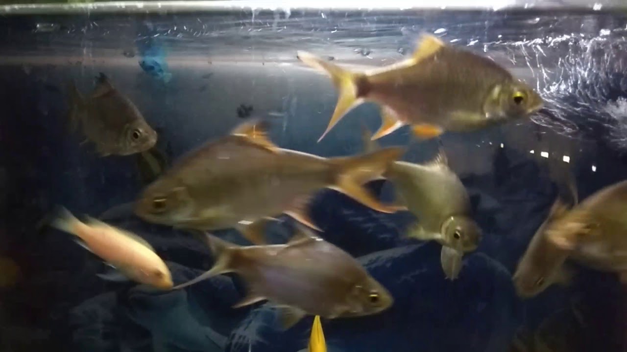 How to find tinfoil barn fish male and female - YouTube