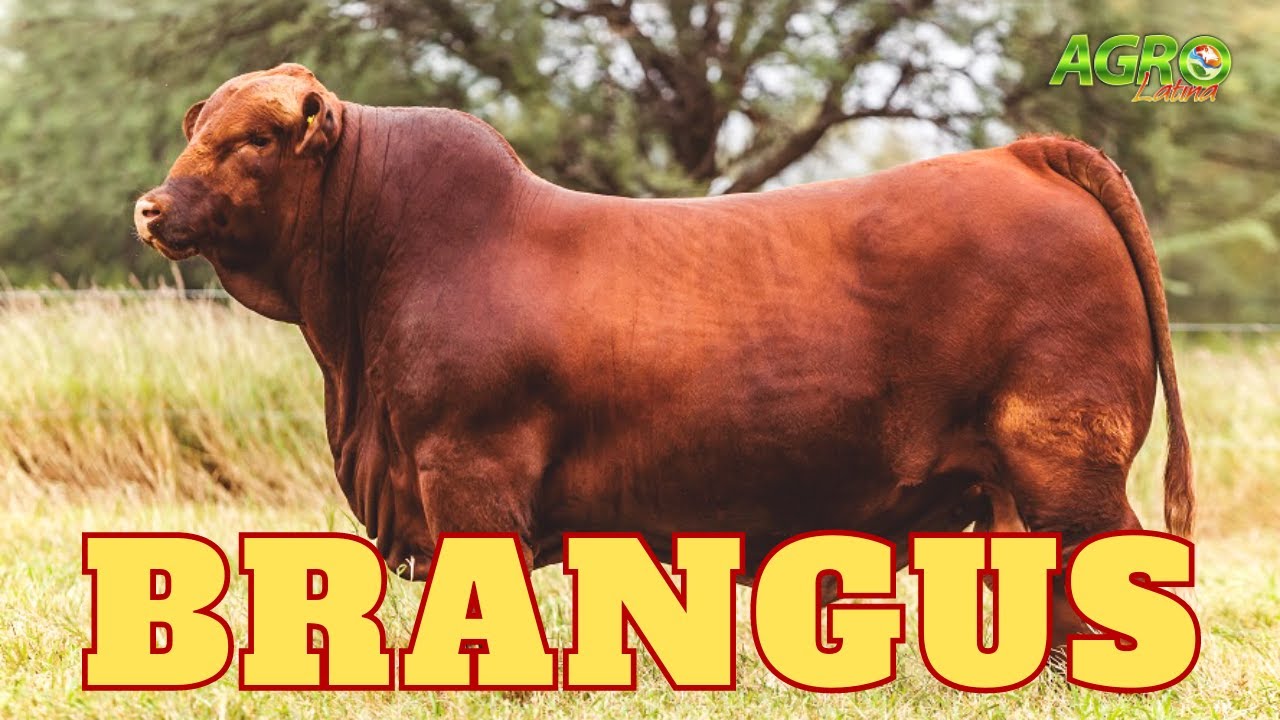 BRANGUS Brahman + Angus - YouTube