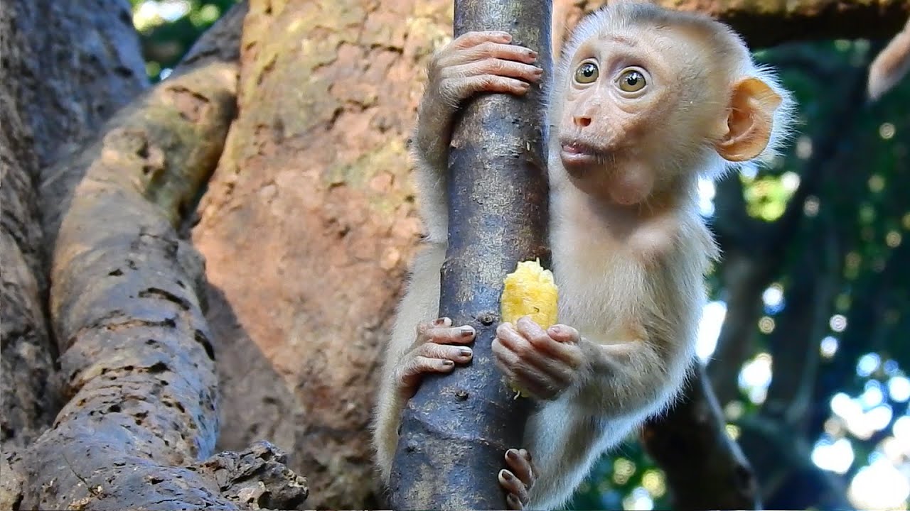 Little monkey Amanda has braveness and very friendly with other member ...